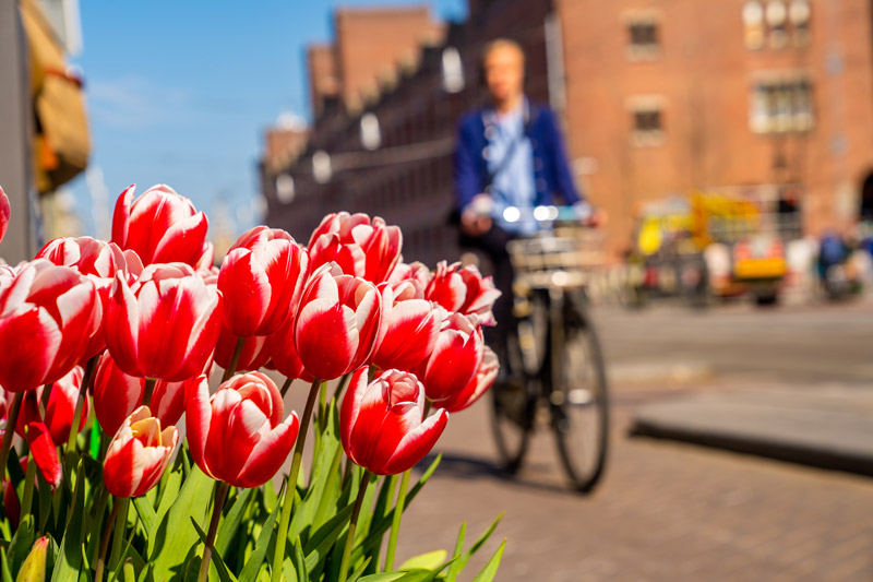 ¿Por qué son famosas las flores de Holanda? - Andaluflor